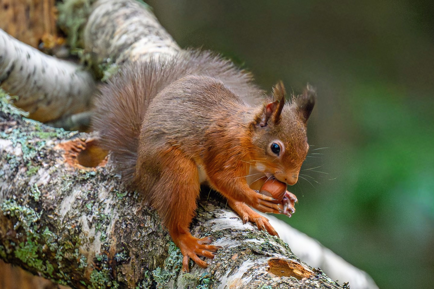 Squirrel Hide / Livestream wildlife camera – Friends of Blairs Loch